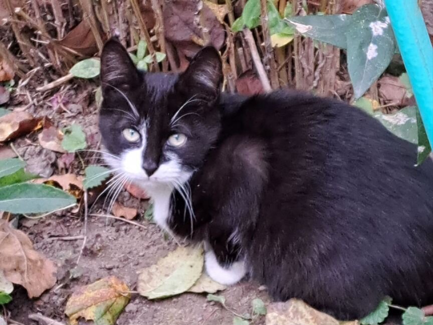 Котенок 5мес.помогите не замёрзнуть на улице