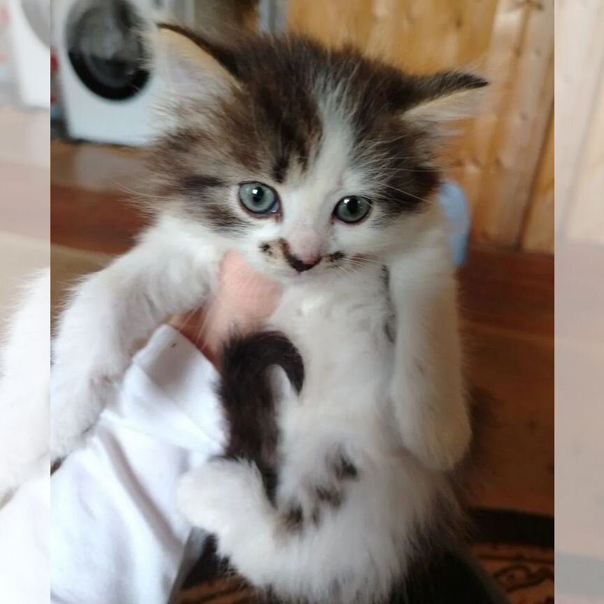 Котёнок в добрые руки