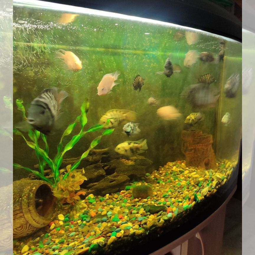 Рыбки аквариумные