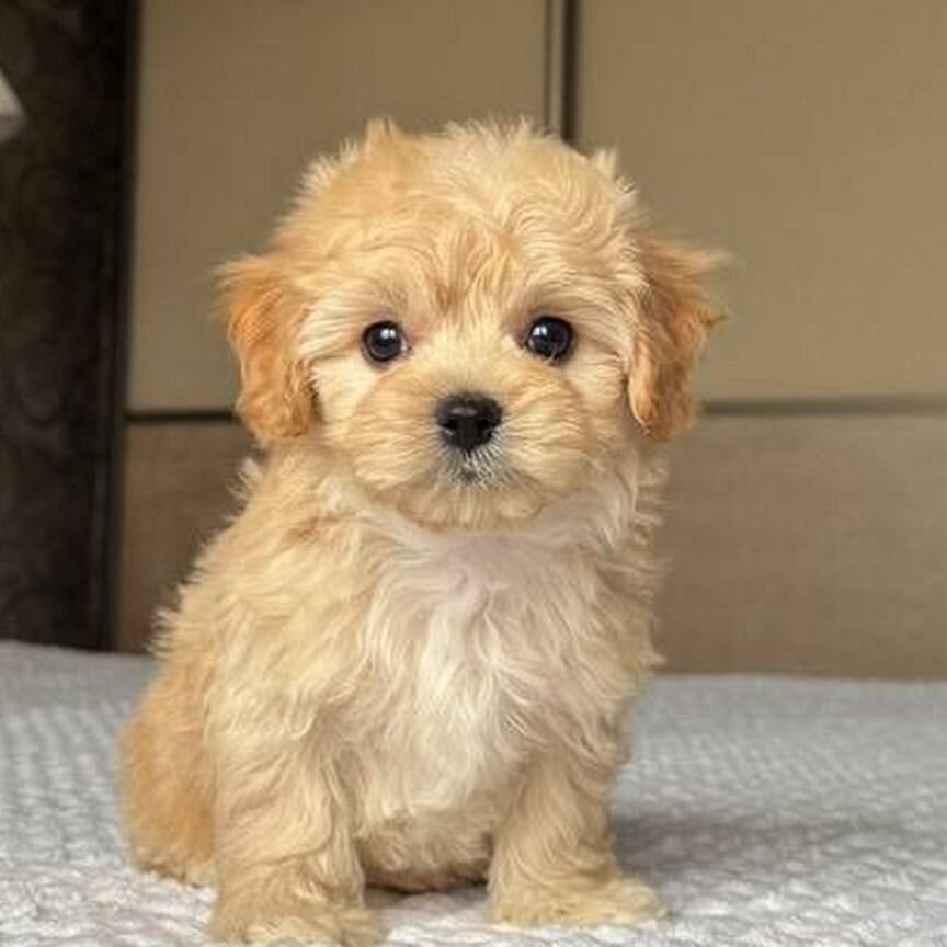 Мальтипу, щенок