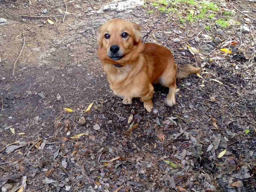 Отдам в добрые руки Тишку