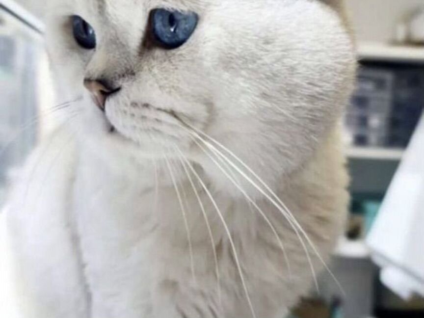 Шотландская прямоухая порода кота