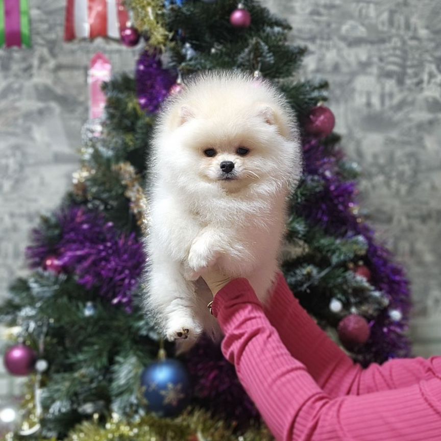 Красивый мальчик айс крем