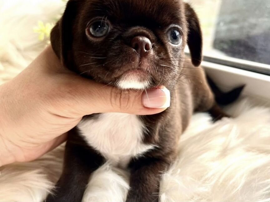 Эксклюзивные Чихуахуа мини мальчики