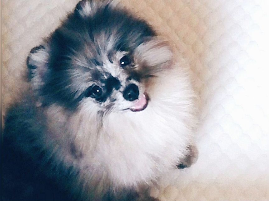 Мраморный мальчик, подросток 5 м. Шпиц