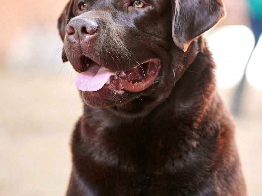 Вязка кобель лабрадора