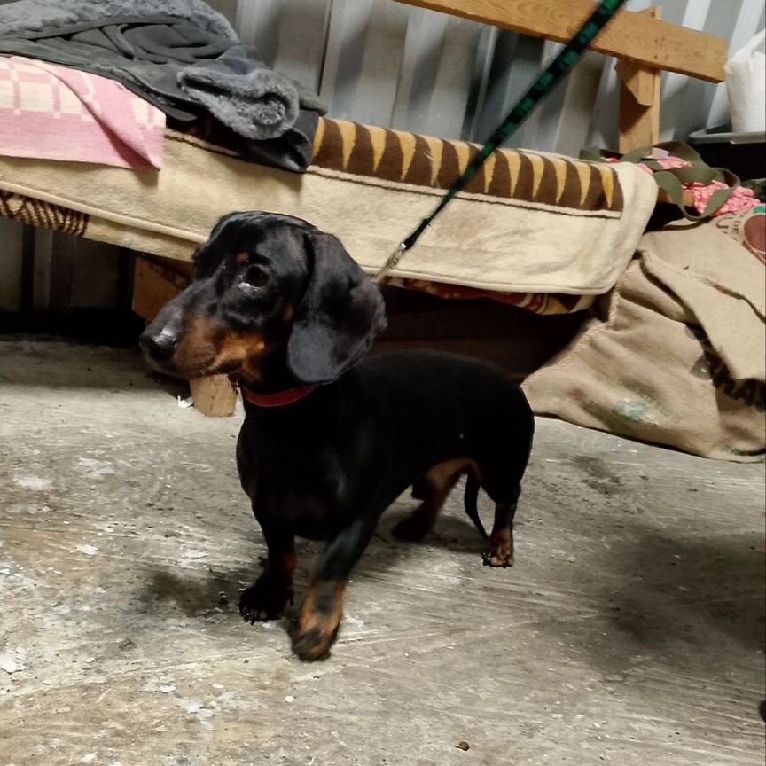 Собака такса