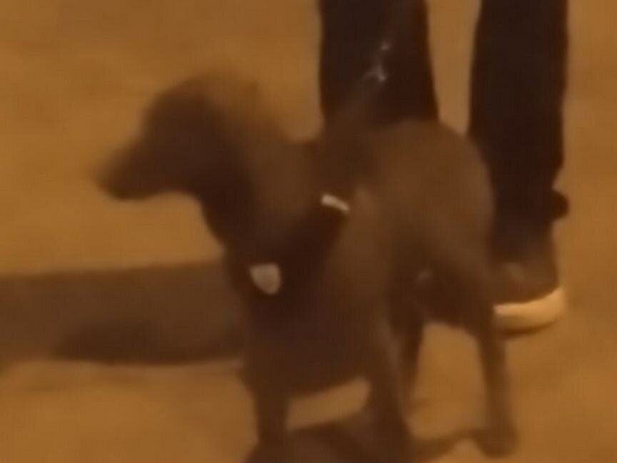 Собаки бесплатно