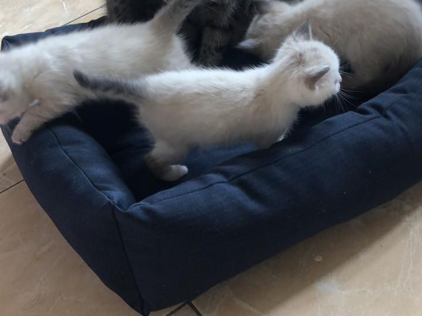 Котята в добрые руки бесплатно