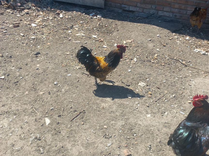 Куры лакеданзи