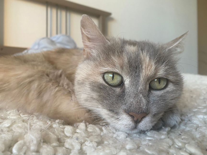 Кошечка Зина ищет дом