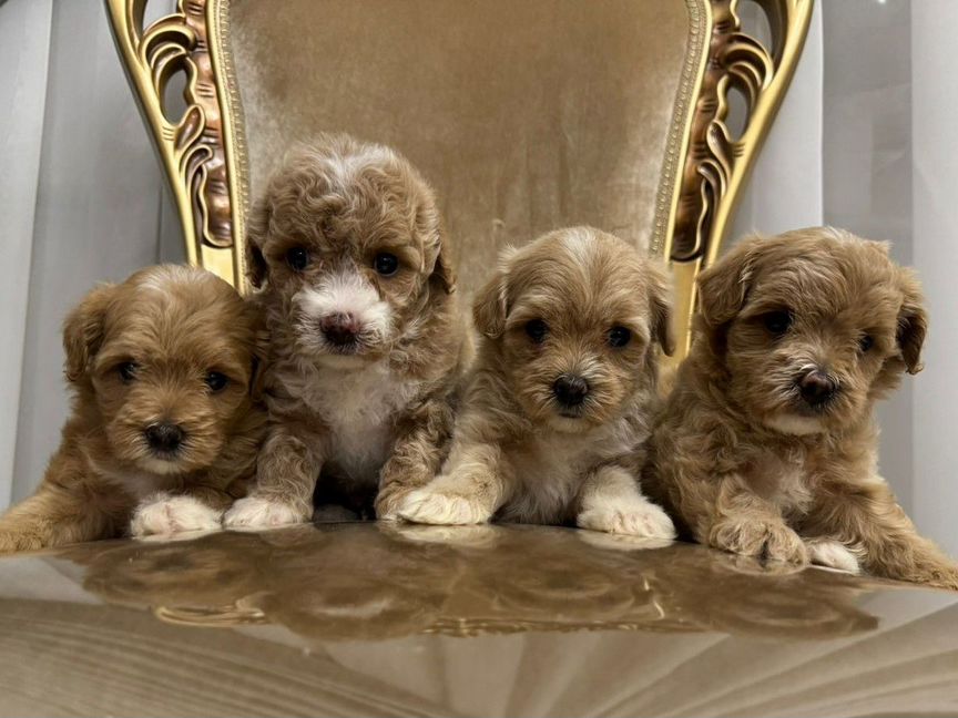 Щенки Мальтипу