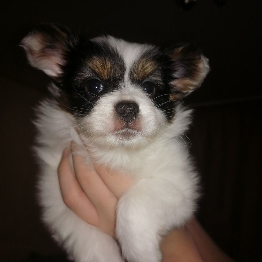 Щенок папийона