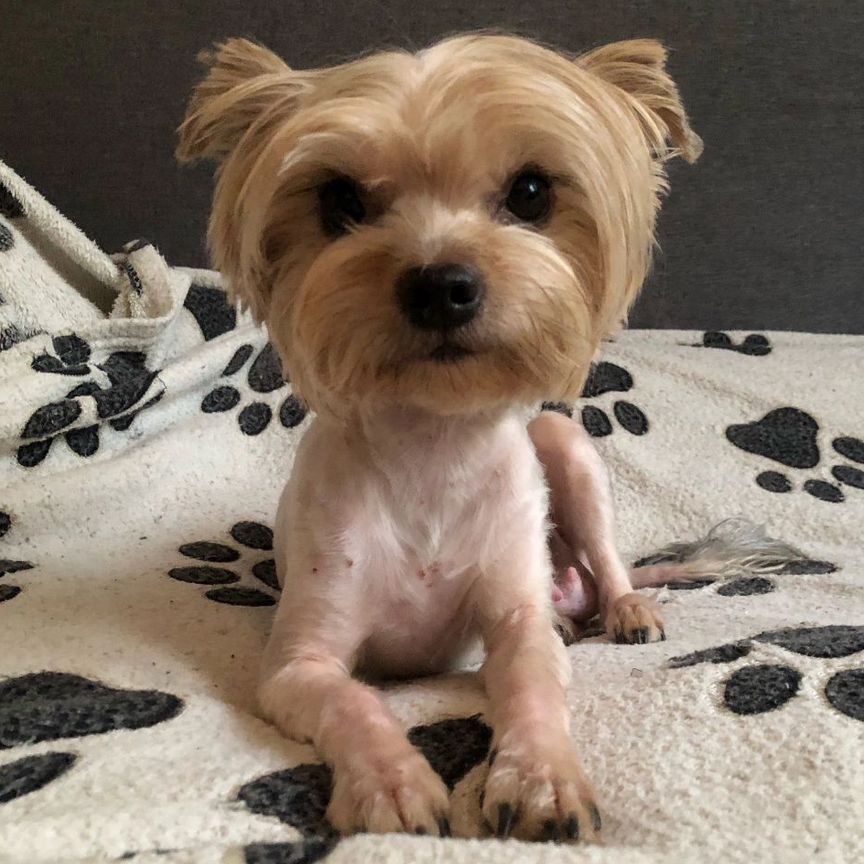 Йоркширский терьер, взрослая собака