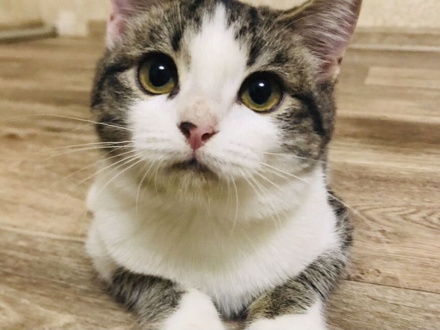 Кошка Пельмешка ищет семью