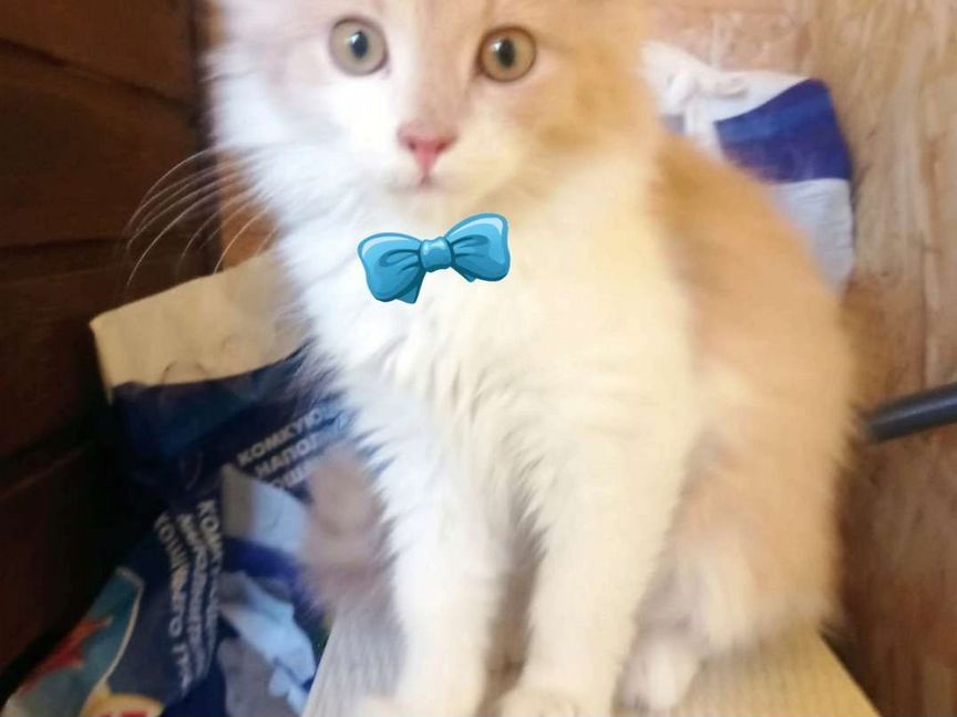 Котята в добрые руки бесплатно