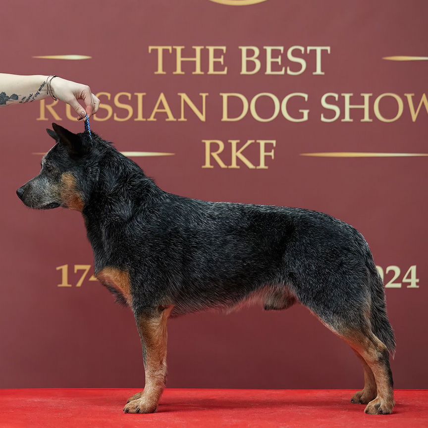 Австралийский хилер щенки