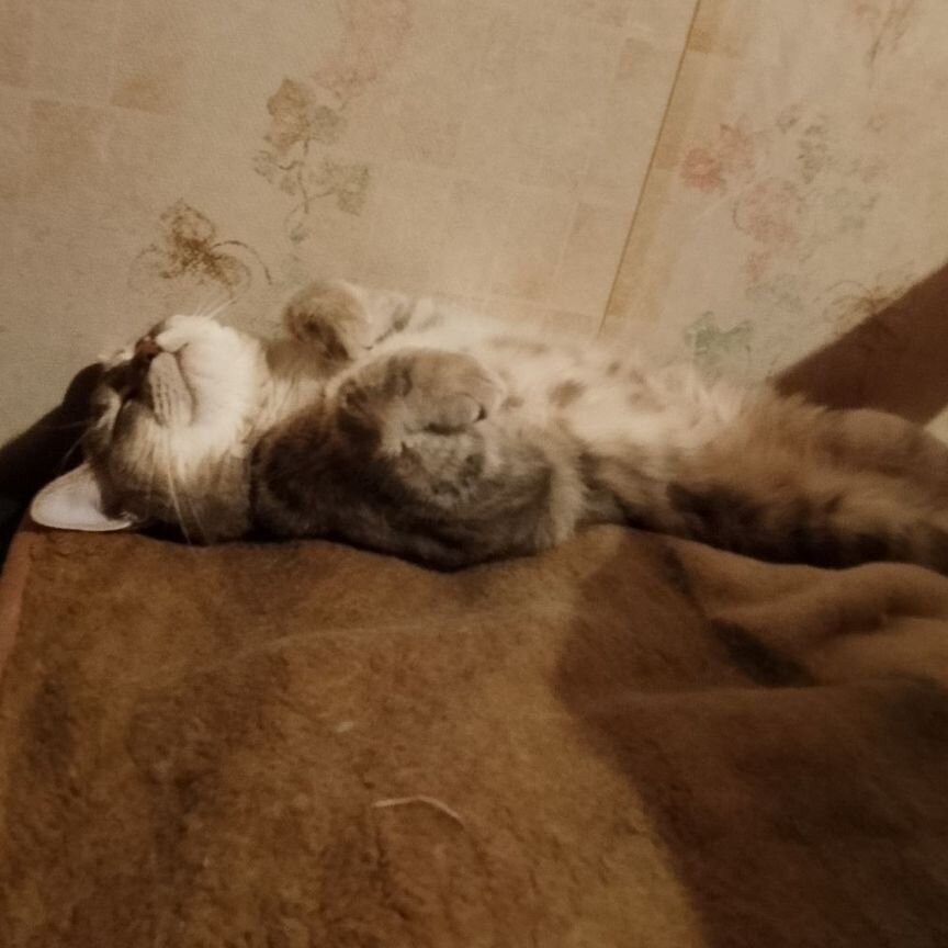 Взрослая кошка в добрые руки