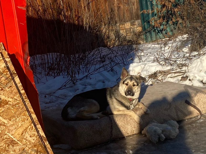 Ляля ищет дом