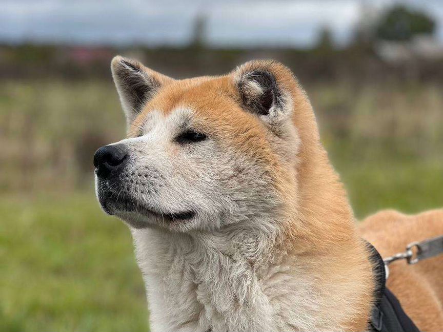 Ждёт лучшего друга