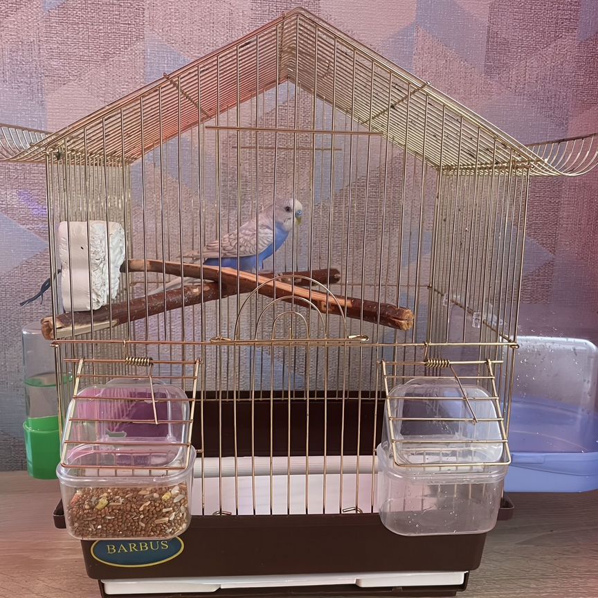 Волнистый попугай с клеткой