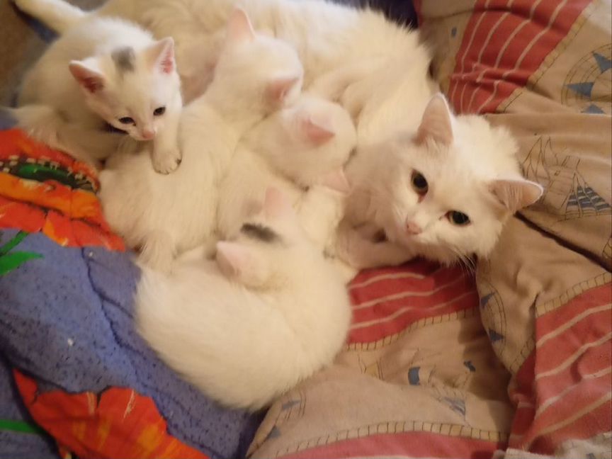 Котики в добрые руки