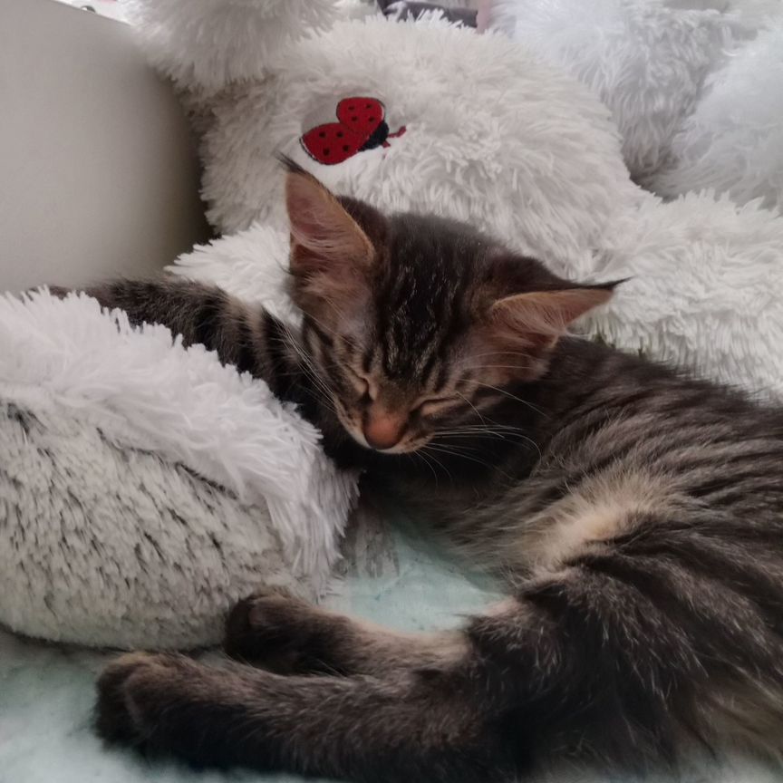 Мейн-кун девочка помесь