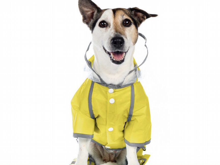 Одежда для собак дождевик