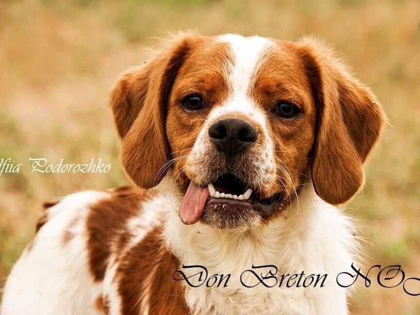 Бретонский Эпаньоль