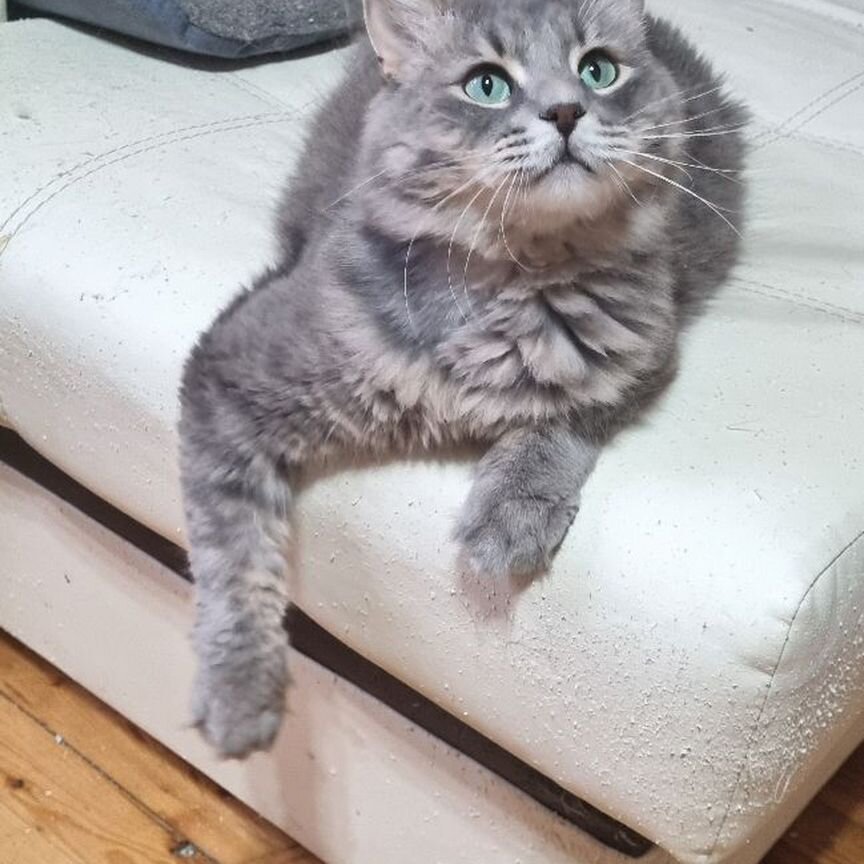 Бобтейл с глазами цвета лазурного моря