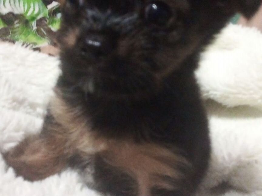 Щенок чихуахуа