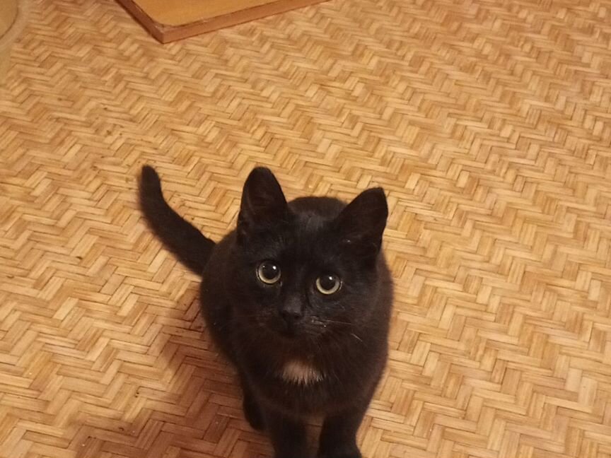 Котёнок в добрые руки