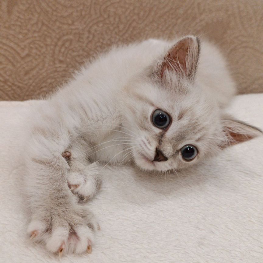 Котенок девочка 1,5 мес