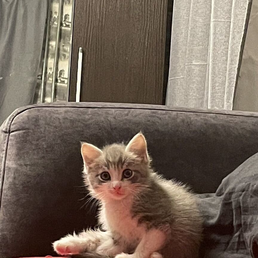Котенок 1 месяц. Мальчик. Кличка Китя