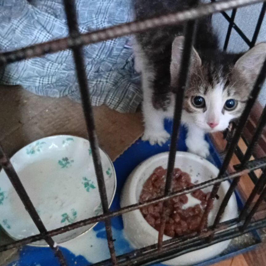 Котёнок в добрые руки