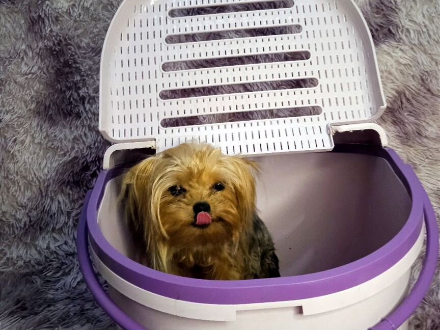 Мини девочка