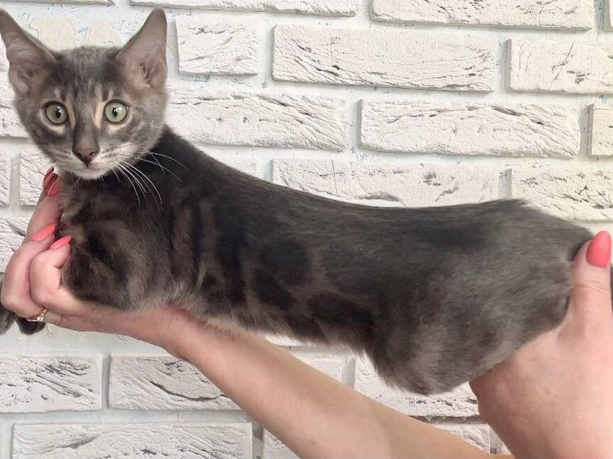 Бенгальские котята редких окрасов