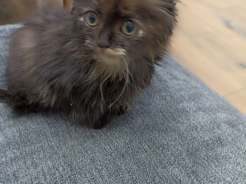 Котенок-домовенок