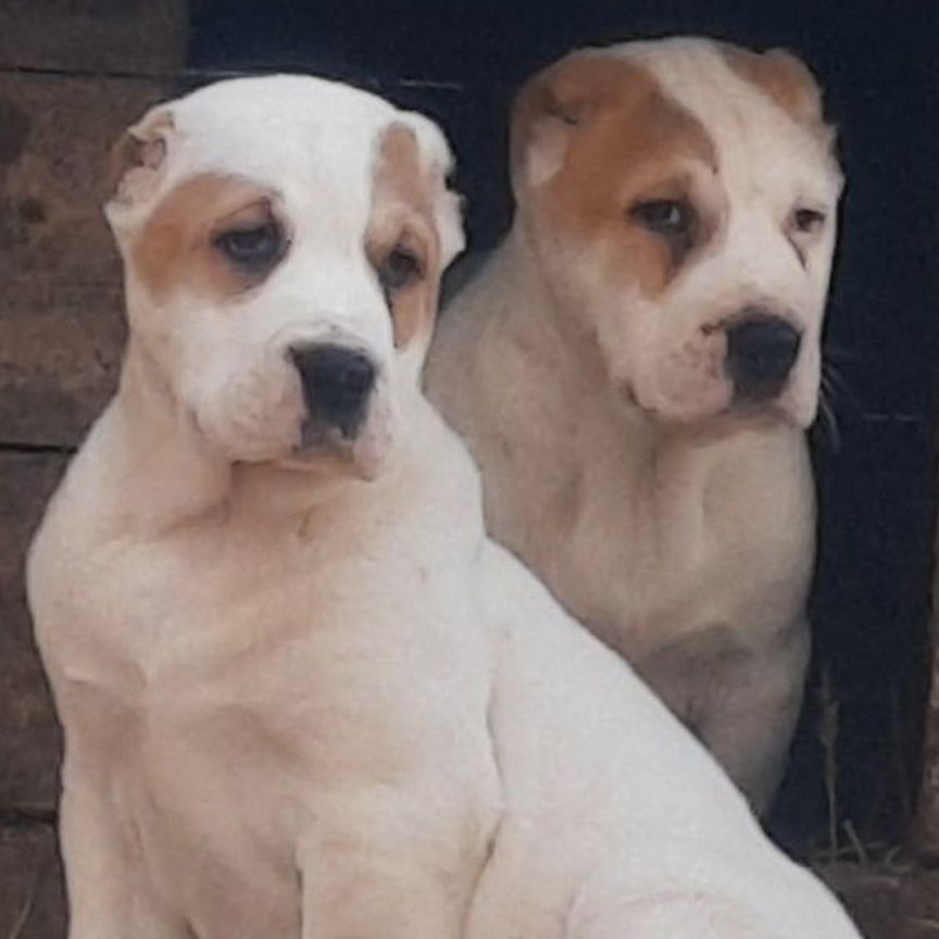 Среднеазиатская овчарка, щенок