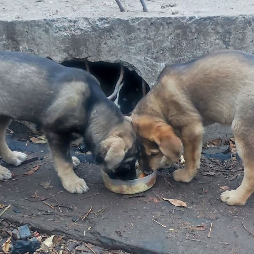 Щенок в добрые руки