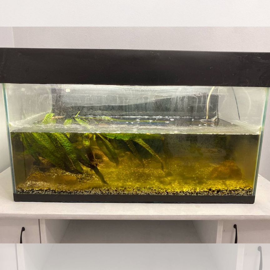 Аквариум с аксолотлем