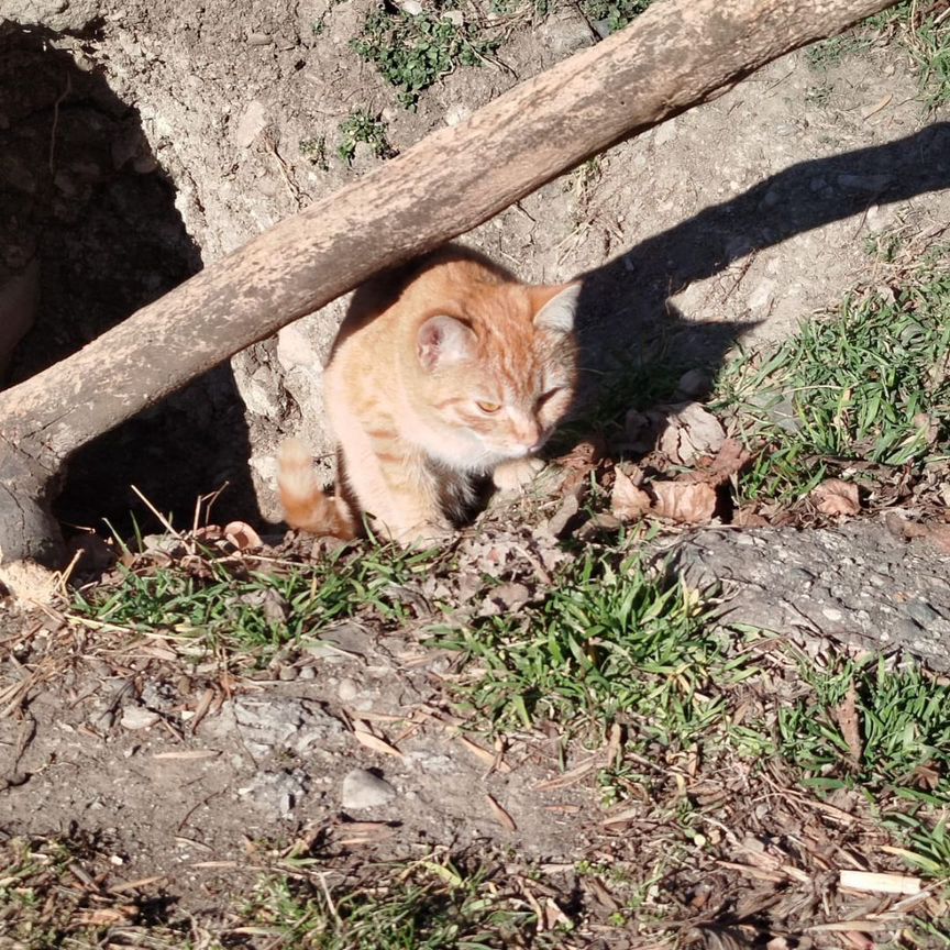 Солнечный котик