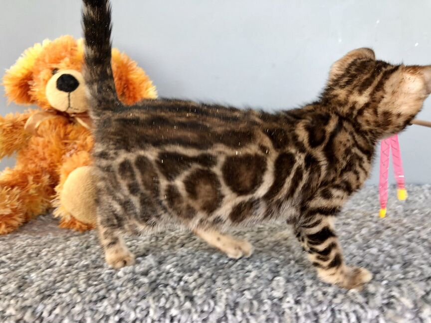 Бенгальская красавица