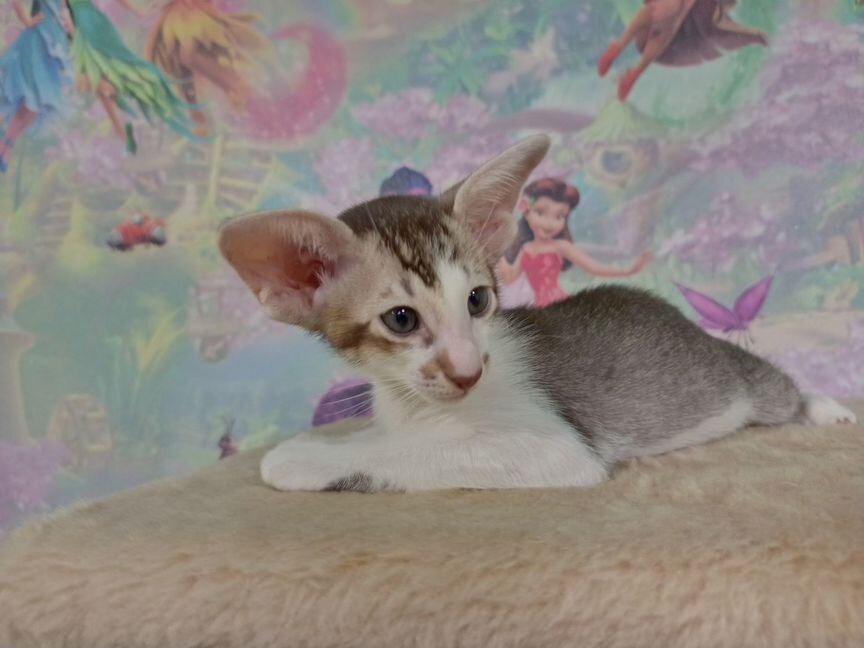 Ориентальные котята