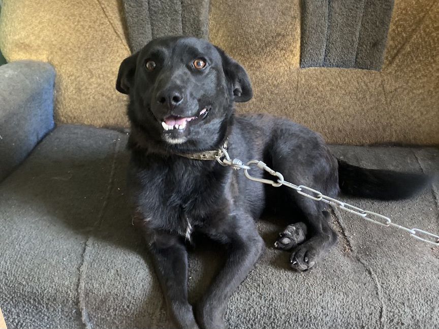 Собака в добрые руки