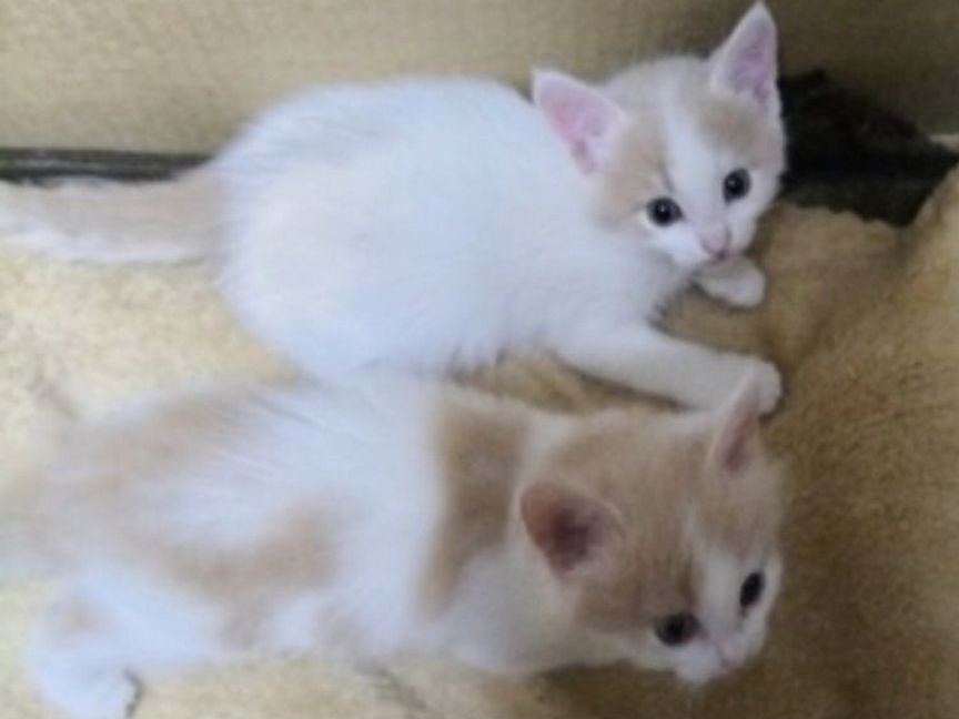 Котятки в добрые руки