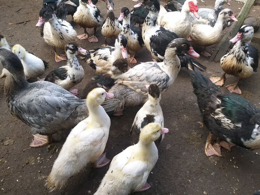 Утята индаутки