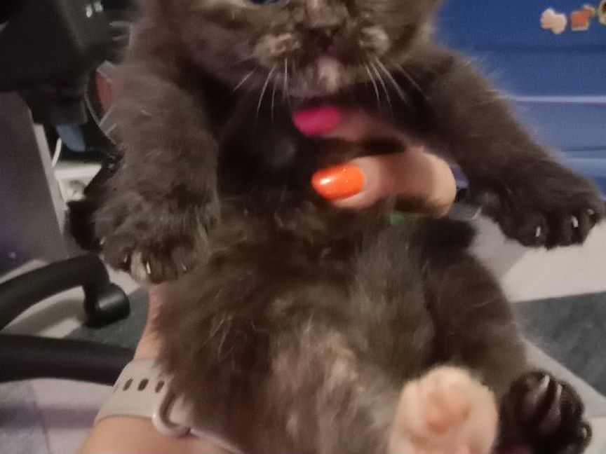 Котята шотландские прямоухие и вислоухие