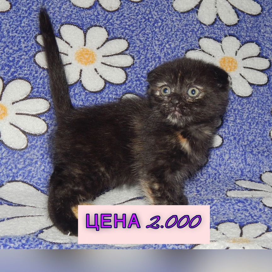 Шотландская вислоухая