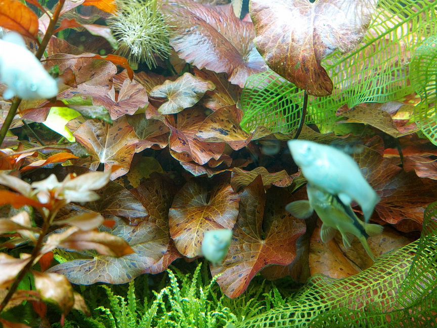 Нимфея, Погостемон Хелфери